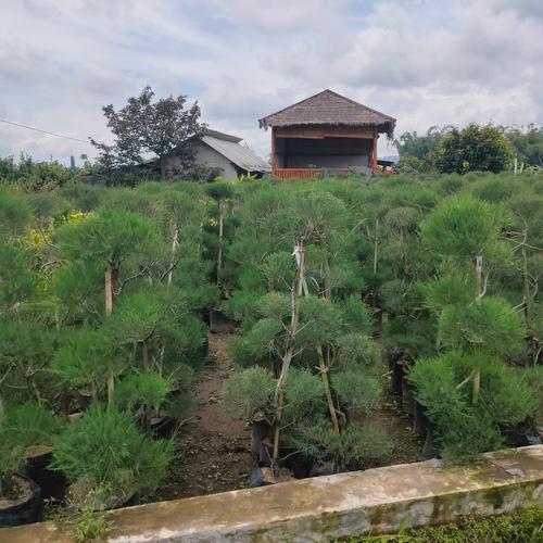 Jual Tanaman cemara udang sudah bonsai tinggi 110cm keatas. - Kota Batu ...