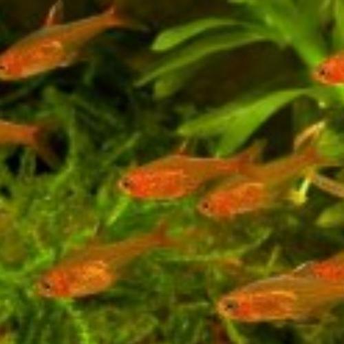 Jual ikan ember Tetra ikan amandae hiasan aquarium ikan aquascape ...