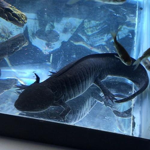 Jual IKAN HIAS AXOLOTL BLACK SALAMANDER - Jakarta Barat - Mars Aquatic ...