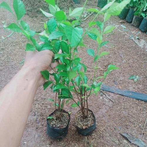 Jual pohon teh tehan, pohon pangkas teh tehan, tanaman pagar - Kab ...