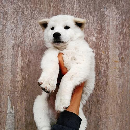 Jual ANJING KINTAMANI KUALITAS SUPER - Kab. Bangli - KULUK KINTAMANI ...