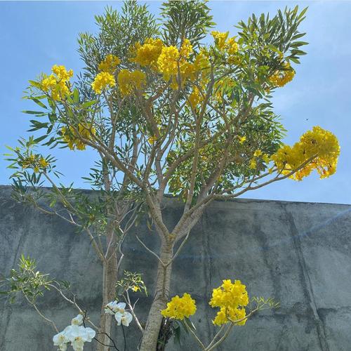 Jual TABEBUYA BUNGA KUNING 4-5 meter BATANG BESAR - Kab. Bogor - Ross ...