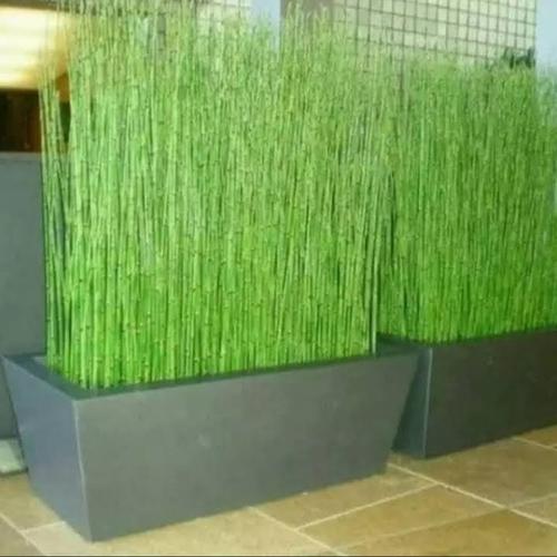 Jual tanaman hias bambu air,tanaman lidi air - Kab. Bogor - MD TANAMAN ...