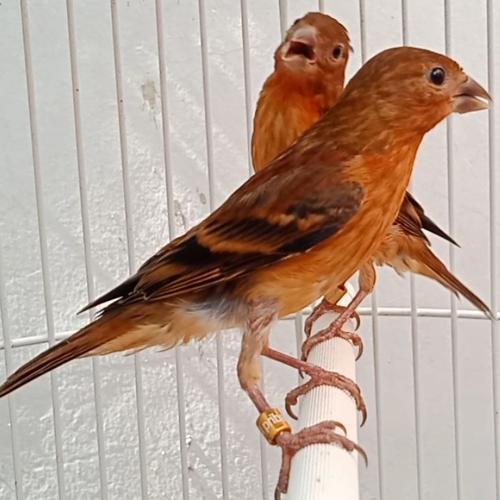 Jual Mule Anak silangan red siskin x kenari blackred - Kota Bandung ...