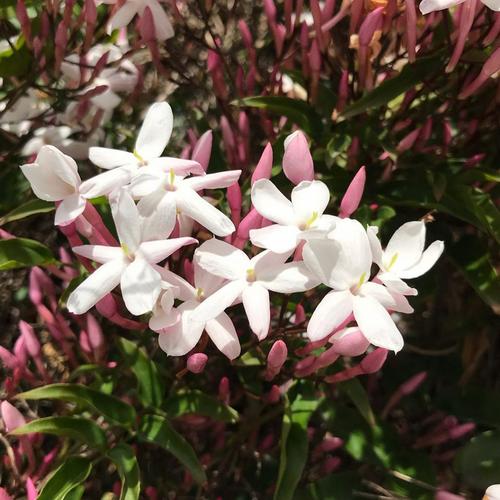 Jual Bunga rambat wangi langka white/pink jasmine (Jasminum polyanthum ...
