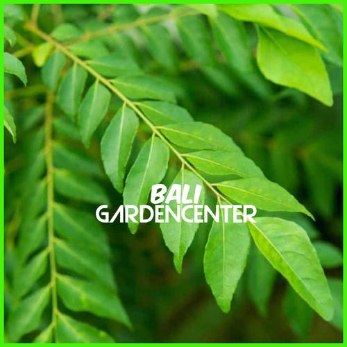 Jual Daun Kari Segar Daun Salam Koja - Fresh Temurui Curry Leaves - Kab ...