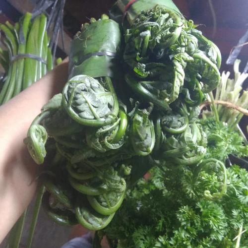 Jual sayur daun pakis 1 ikat - Jakarta Barat - samudrapasar | Tokopedia
