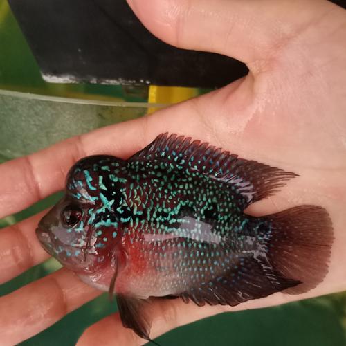 Jual ikan louhan jenong merah - Kota Tangerang - Louhan and Betta Fish ...