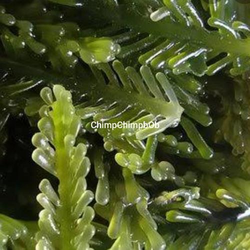 Jual BULUNG BONI / BUNI / BUBBLE SEAWEED / RUMPUT LAUT BUNI - Kota ...