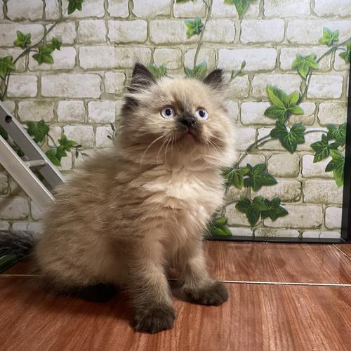 Jual kucing persia jantan ragdoll sealpoint - Kab. Bekasi - itaprawita ...