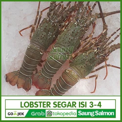 Jual Lobster Laut Segar 1kg isi 3-4 Ekor / Lobster Fresh / Lobster ...