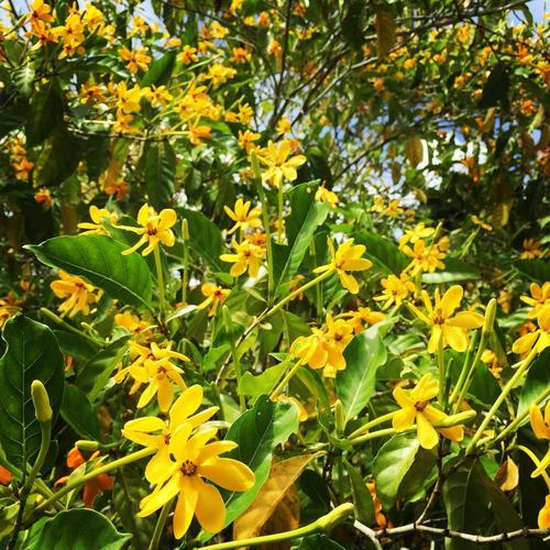 Jual Bibit tanaman bunga melati kaca piring kuning emas (Gardenia ...