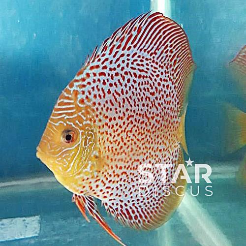 Jual Discus Leopard Snake Skin mulai ukuran 1 cm - 1 cm - Kota Bekasi ...