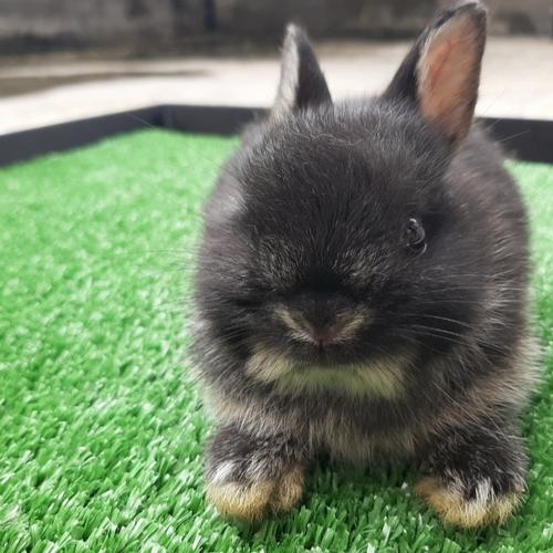 Jual Kelinci Hias Netherland Dwarf Black Otter - Jakarta Timur ...