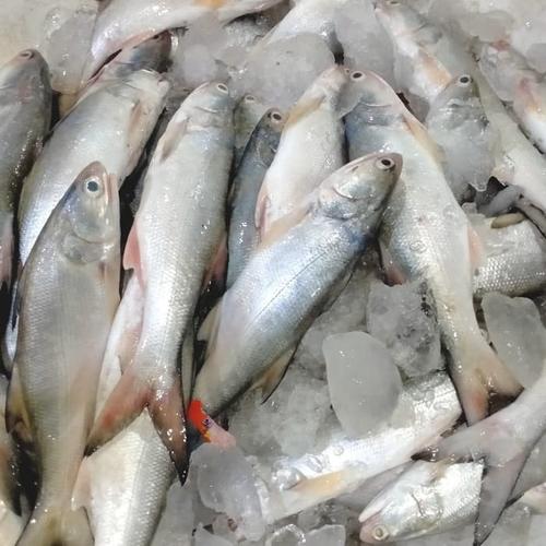 Jual Ikan kuro frozen / ikan senangin segar beku isi 3-5 ekor - Jakarta ...