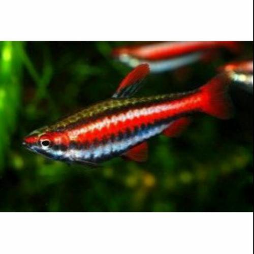 Jual ikan tetra merah akuarium - Kota Depok - Fauna aqua | Tokopedia
