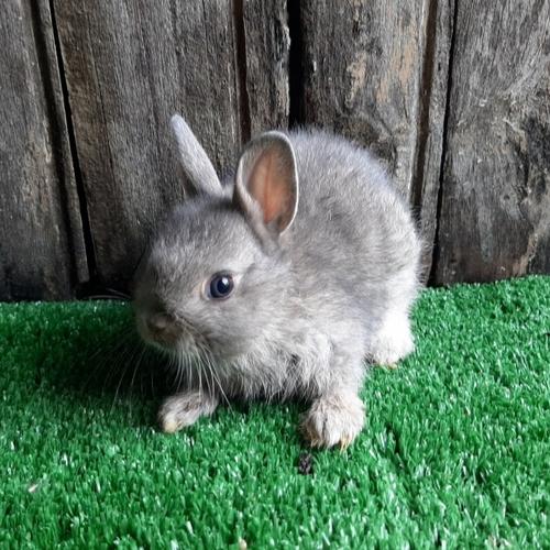 Promo Kelinci Hias Netherland Dwarf Chincila - Jakarta Timur - Raffhome ...