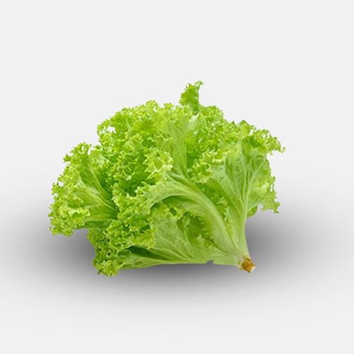 Jual Selada Keriting FRESH 1 Kg - 1 KILO - Kota Bogor - FDG BGR | Tokopedia