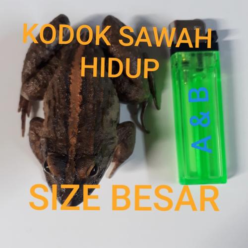 Jual Kodok sawah - katak sawah size besar - Kab. Bekasi - LARIS MANIS ...