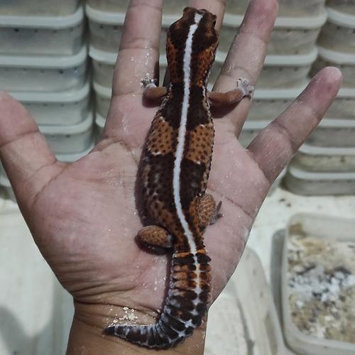 Jual AFT / African Fat Tailed het amel 100% - Jakarta Selatan - Gecko ...