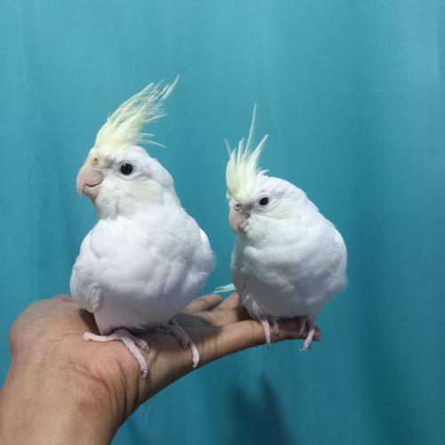 Jual Falk / Cockatiel / Australian Parakeets Cream Face - Kota Depok ...