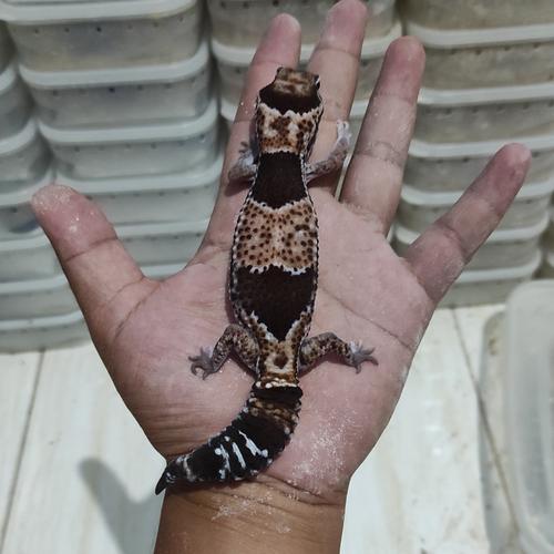 Jual AFT / African Fat Tailed het oreo - Jakarta Selatan - Gecko glider ...