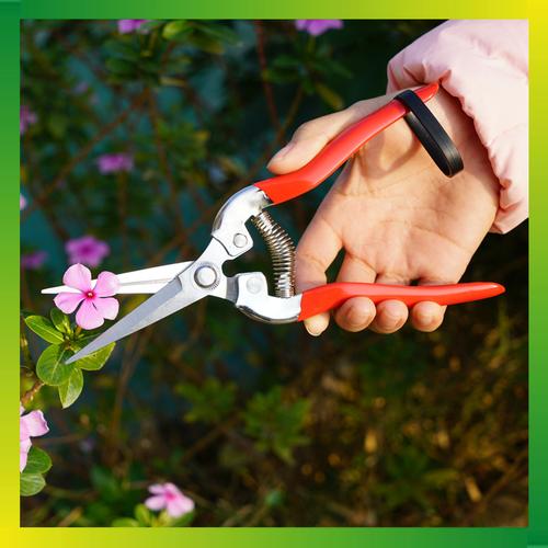 Jual Gunting Dahan - Gunting Ranting Pohon Tanaman Bunga - Gunting ...