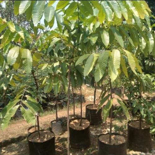 Jual bibit pohon matoa(2meter )siap berbuah - Kota Depok - Arisflora ...