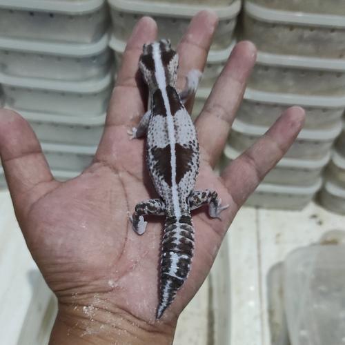 Jual AFT / African Fat Tailed Stripe Oreo - Jakarta Selatan - Gecko ...