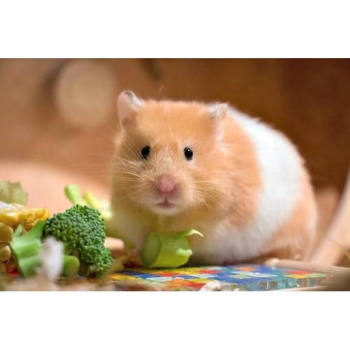 Jual HAMASTER SYRIAN LUCU - Jakarta Timur - RABBIT CONDET 2 | Tokopedia