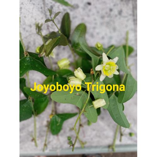 Jual BAHAN STEK TONGKENG SAYUR / PASIFLORA BIFLORA bunga pakan trigona ...