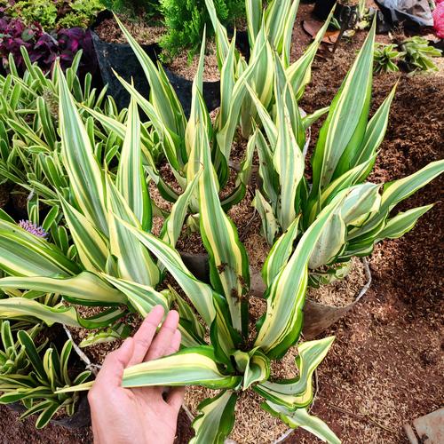 Jual tanaman hias agave putih - pohon agave putih variegata - Kab ...