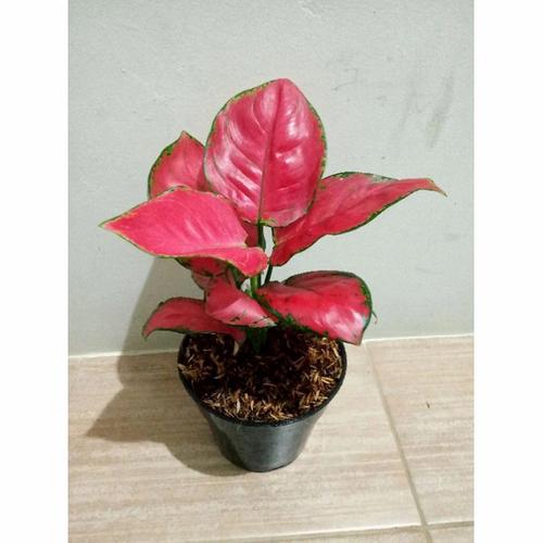 Jual Aglonema Red Anjamani Remaja / Red Anja remaja 5-6-7-daun - Kab ...