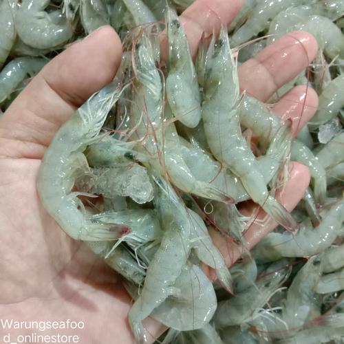 Jual Udang Segar vaname size 200 udang Segar Fresh Dan Bergaransi ...