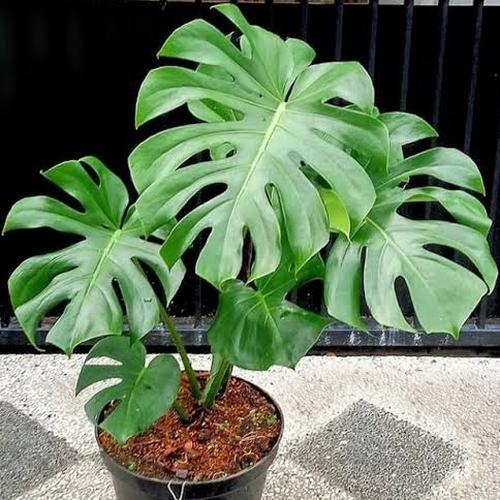 Jual Tanaman Hias Monstera King Deliciosa - lebih besar - Kota Depok ...
