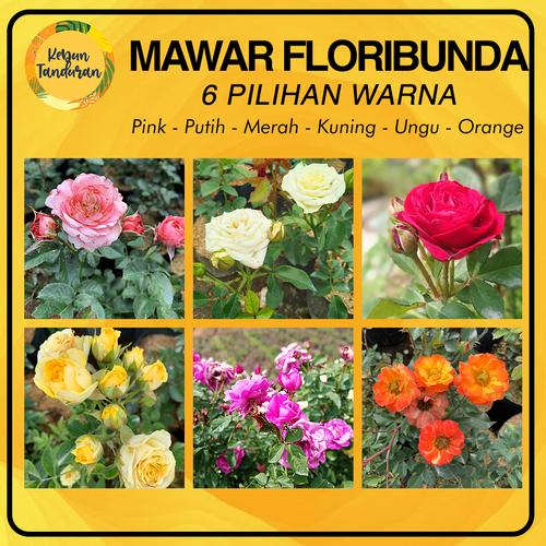 Jual Bibit Tanaman Bunga Mawar Floribunda Bisa Pilih Warna Kondisi ...
