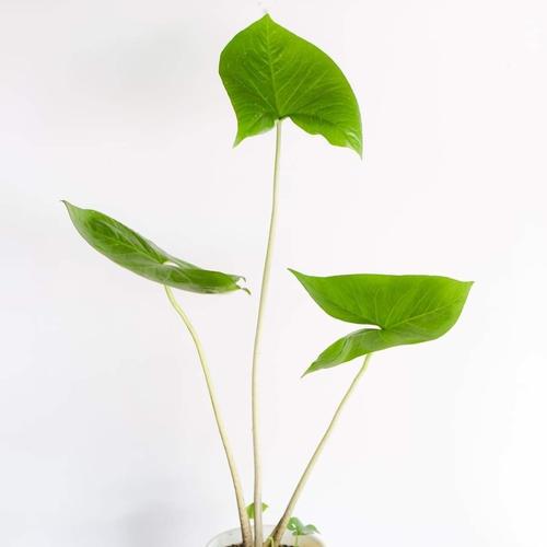 Jual Alocasia Avatar | Crytosperma Merkusii - Tanam Stingray Monstera ...