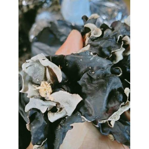 Jual Jamur Kuping Kering 1 Kg Super Besar Hitam dan Tebal - Kota ...