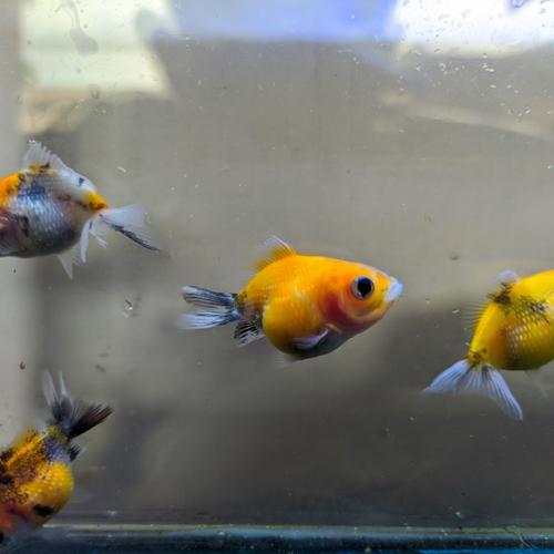 Jual ikan mas koki mutiara 4-6 cm - dgn sterofoam - Kota Depok - arc ...
