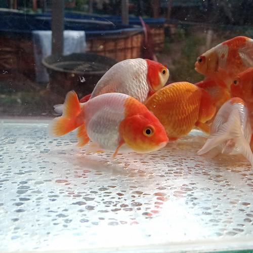 Jual ikan mas koki ranchu buffalo - Kota Bekasi - HADDIE FISH | Tokopedia