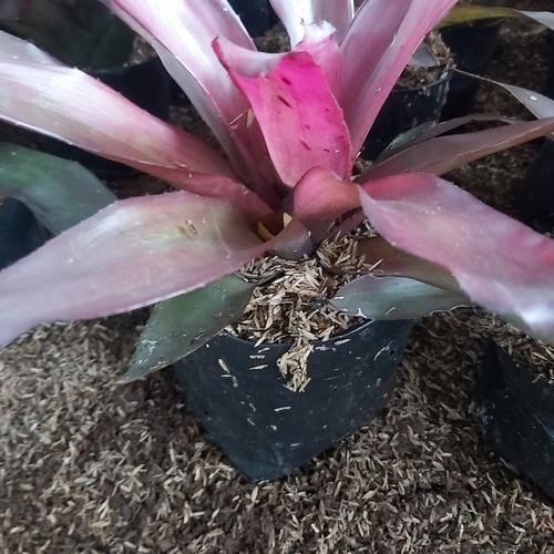 Jual tanaman hias bromelia merah - Jakarta Barat - dayplant landscape ...