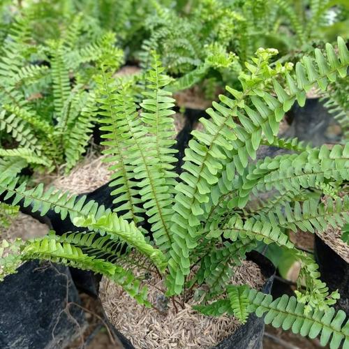 Jual tanaman gantung pakis kelabang - pakis pedang - pakis klabang ...