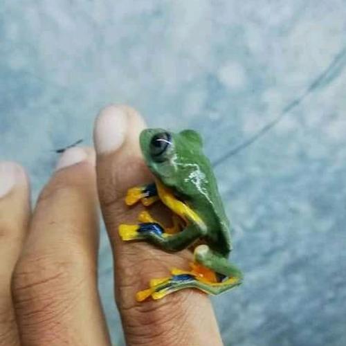 Jual flying frog katak terbang - 4 ekor paketan - Kota Depok - mofapets ...
