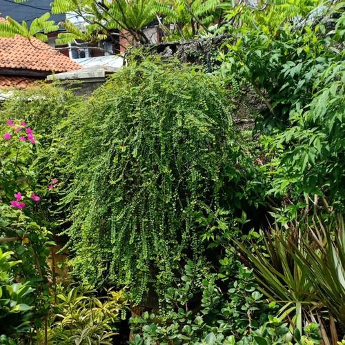 Jual Tanaman Hias Menjuntai Ekor Merak - Jakarta Barat - little Bali ...