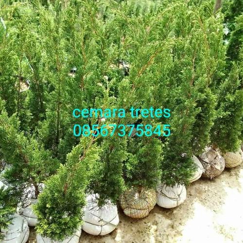 Jual pohon cemara tretes pua - Kab. Bogor - nursery pohon | Tokopedia
