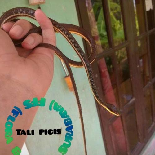 Jual Ular Tali picis/aman buat pemula/murah. - Kota Surabaya - FFS ...
