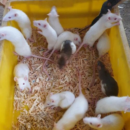 Jual TIKUS FROZEN/BEKU - RAT - Small - Rattus Norvegicus - Tikus Putih ...