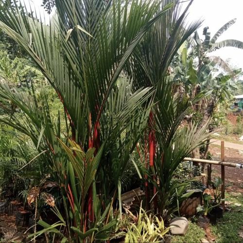 Jual Tanaman hias palem merah tinggi 3 meter // Pinang merah - Uk 2,5 ...