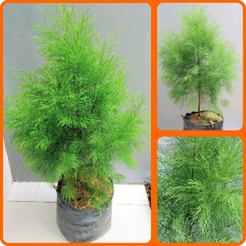 Jual Tanaman Cemara Balon - Kota Batu - tokobibit.id | Tokopedia