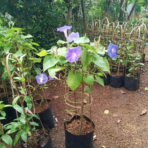 Jual tanaman rambat bunga morning glory, pohon morning glory - Kab ...